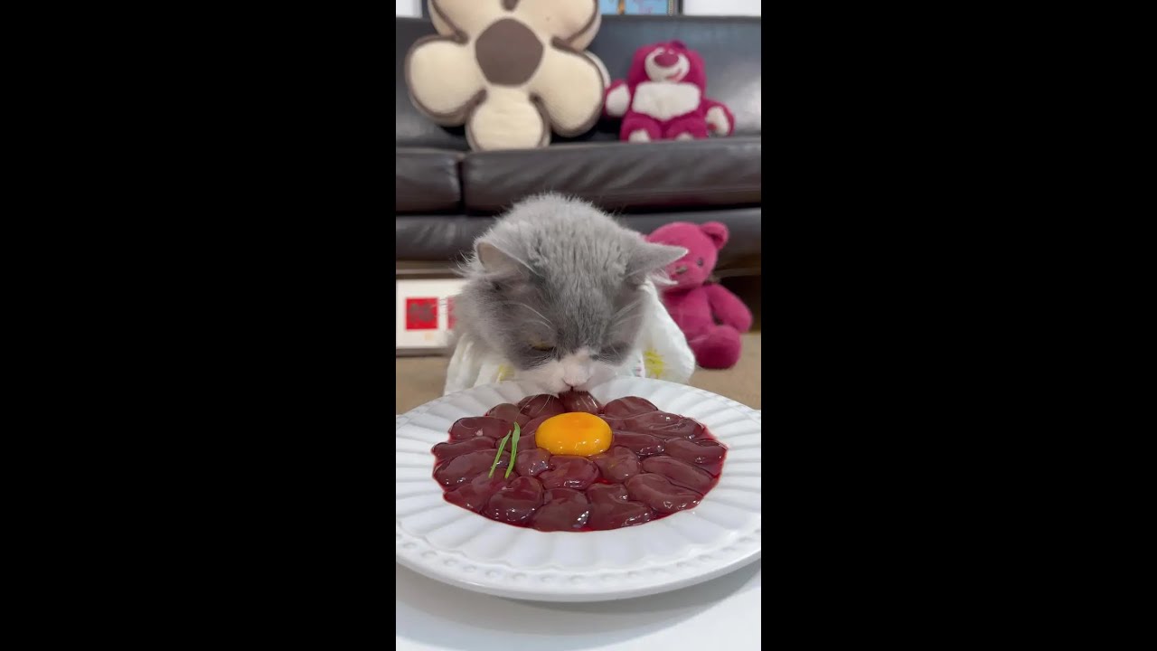 MeMe's canteen is serving! #cat eating broadcast #pet eating broadcast ...