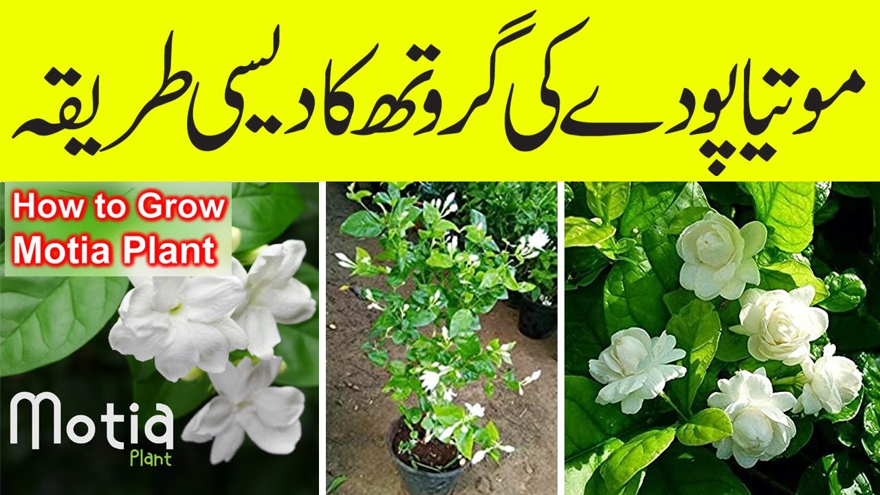 motia plant in pots | how to grow motia plant | mogra plant 2023 - YouTube