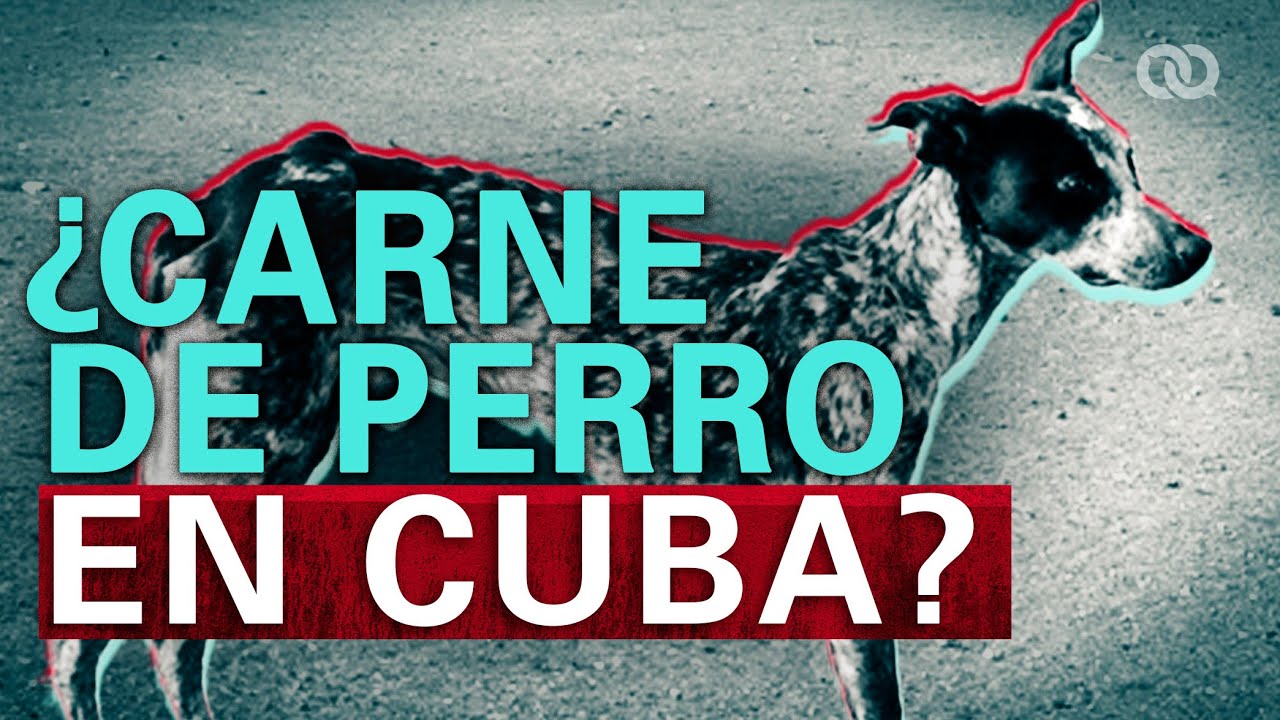 😱 Denuncian venta de carne de perro en Cuba - YouTube