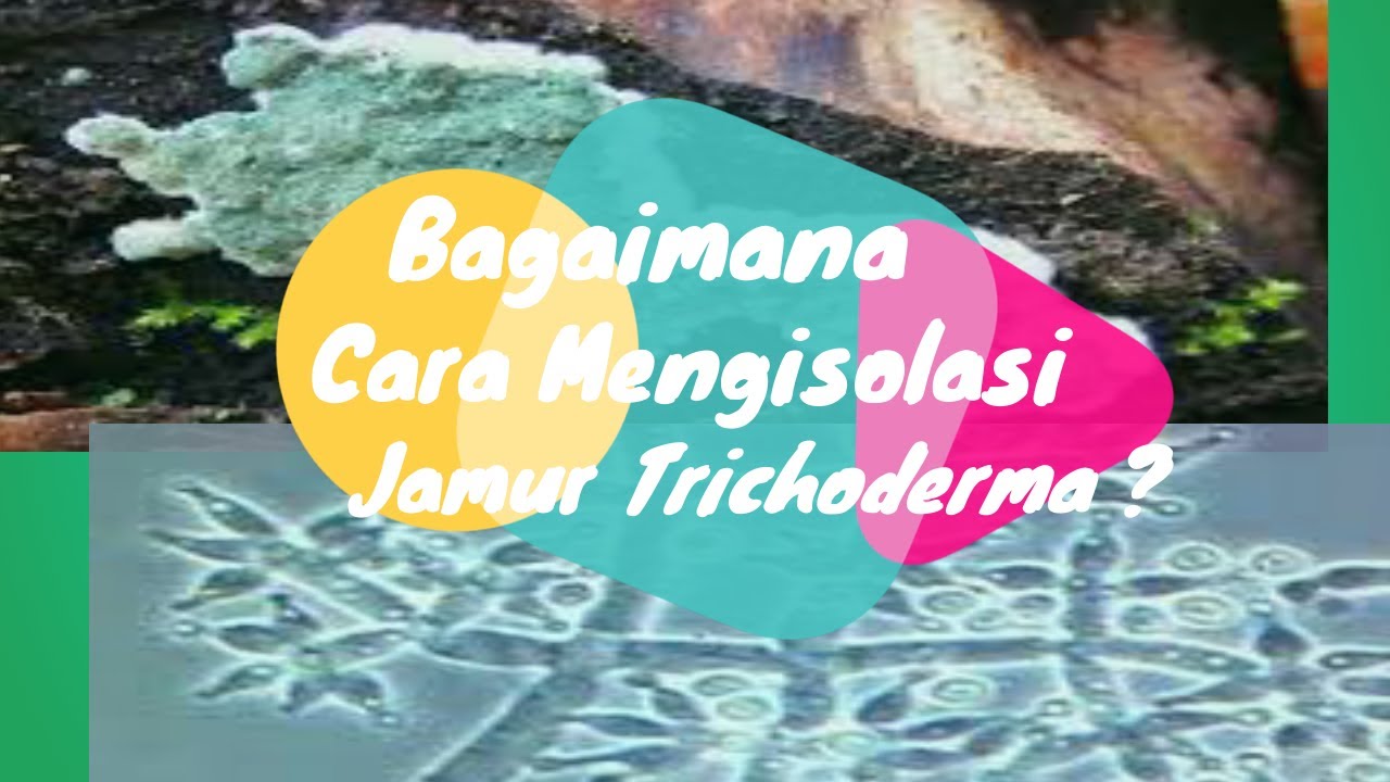 Cara Memperoleh Biakan Jamur Trichoderma Secara Alami - YouTube