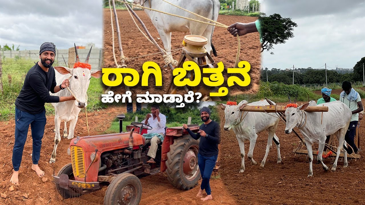 How Ragi Farming is Done? ರಾಗಿ ಬಿತ್ತನೆ ಹೇಗೆ ಮಾಡ್ತಾರೆ? | Kannada Vlogs ...