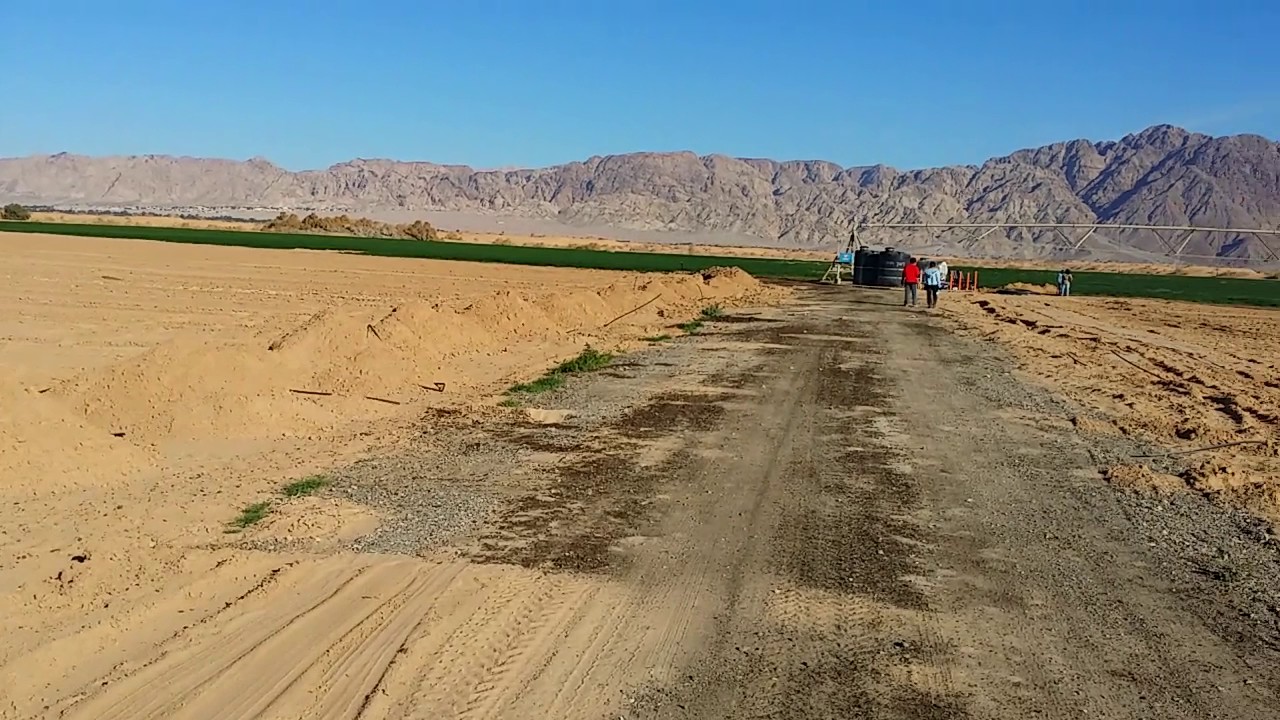 Israel Rice Farm with Sprinkler - YouTube