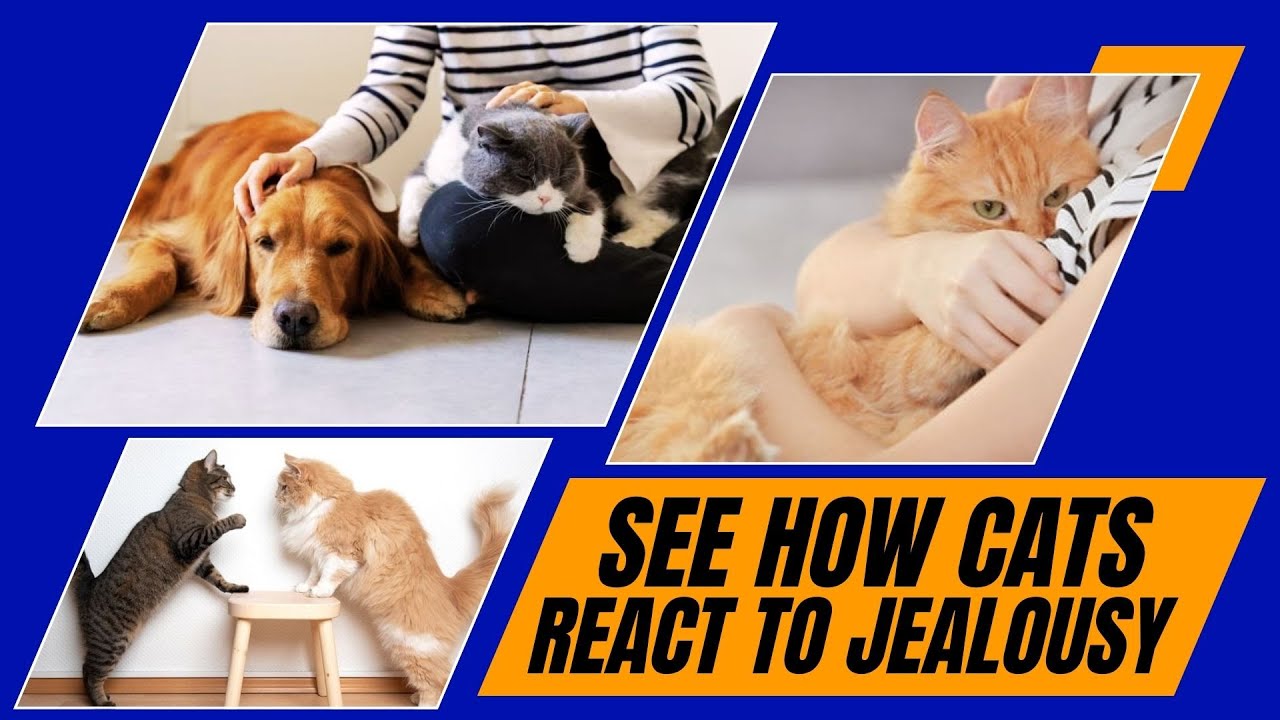 Do Cats Get Jealous? Watch These Surprising Reactions - YouTube