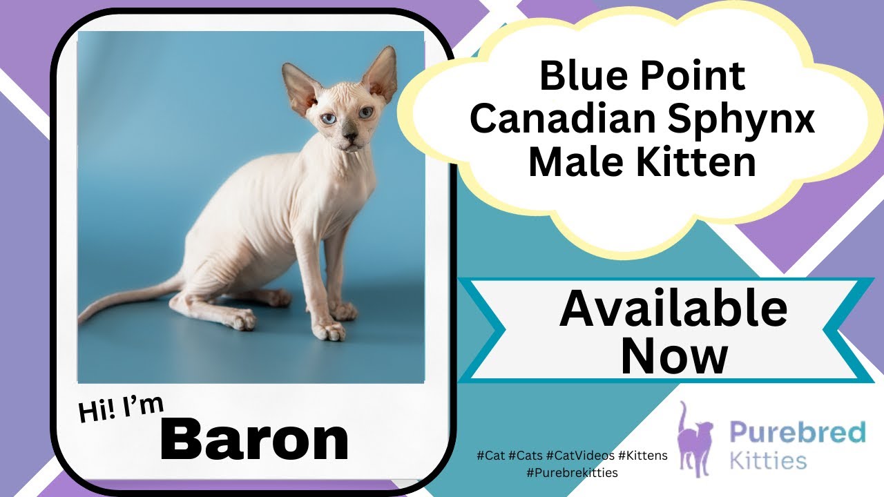 Baron Blue Point Canadian Sphynx Male Kitten Available Now | Purebred ...