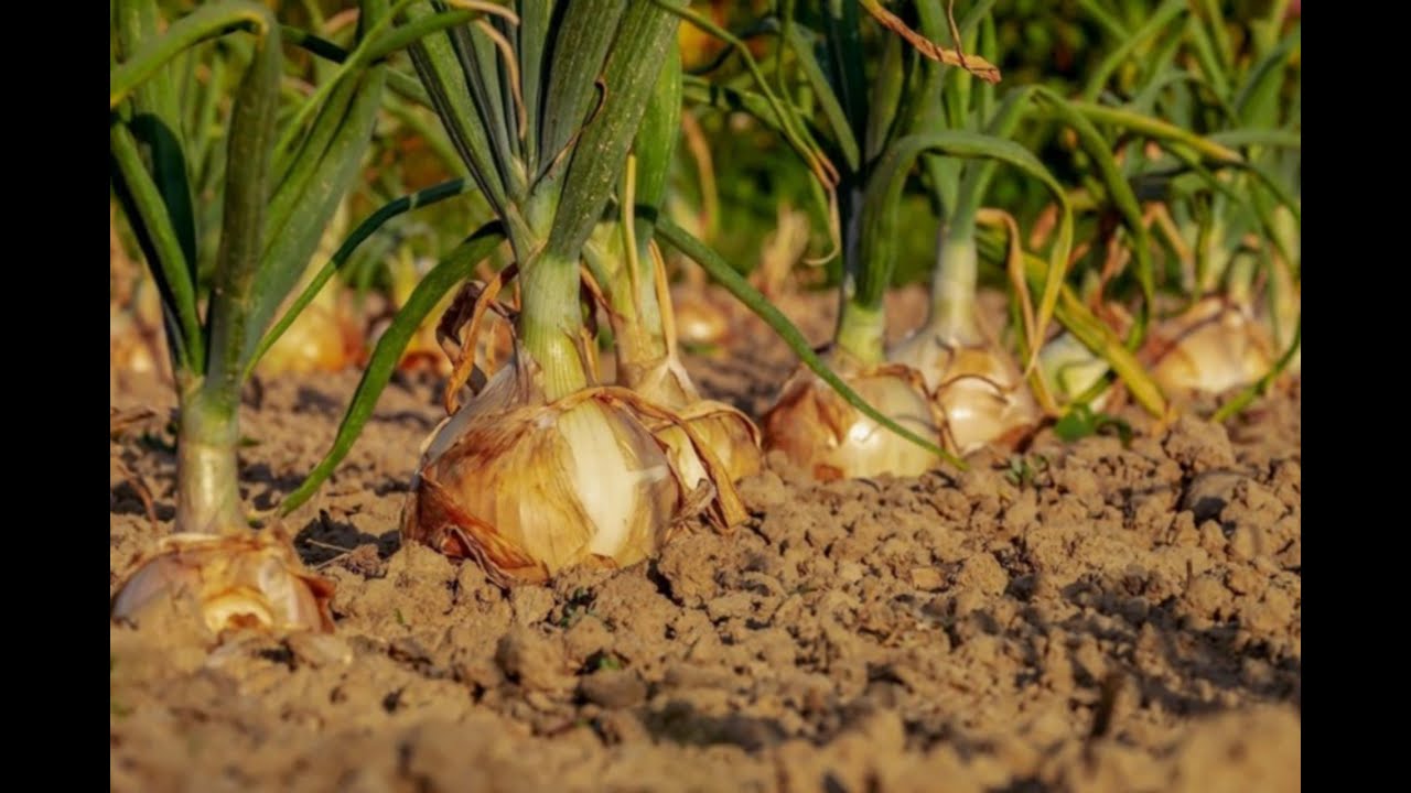 Growing Onions: Sowing, Planting, Care, Harvesting,Storing... - YouTube