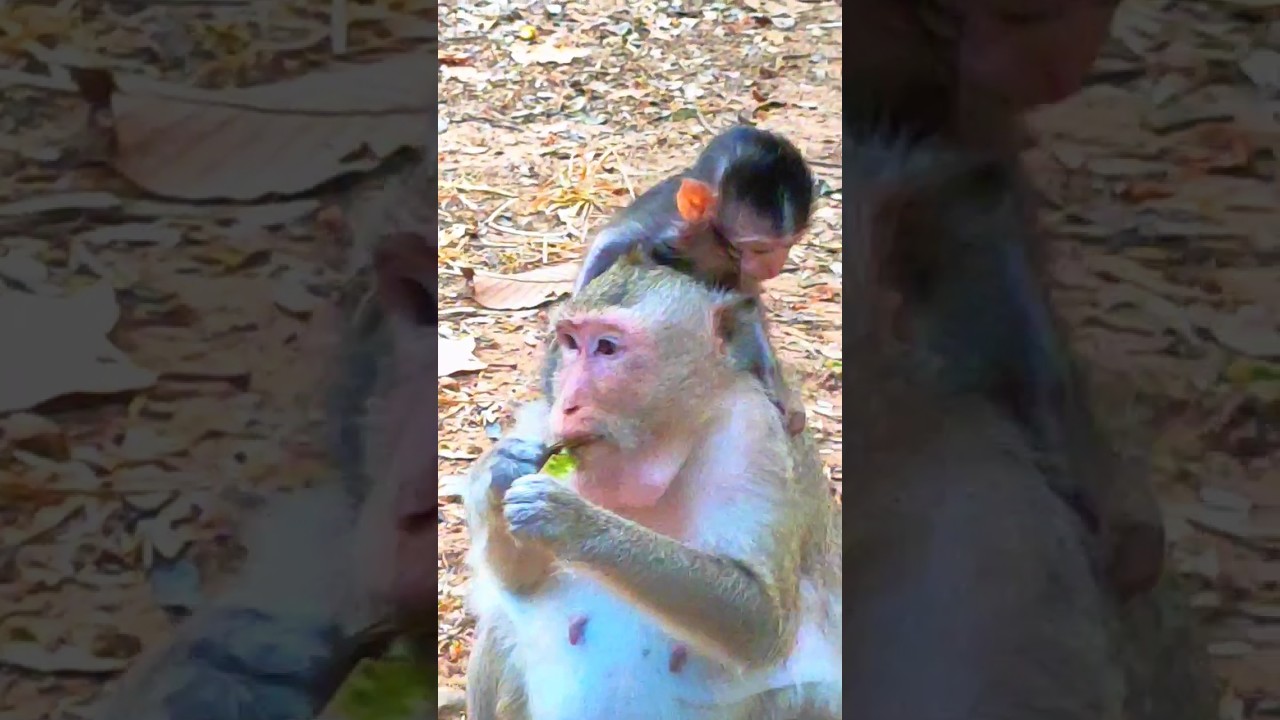Baby monkey climbing on mom #monkey #animals #wildlife #monkeys # ...