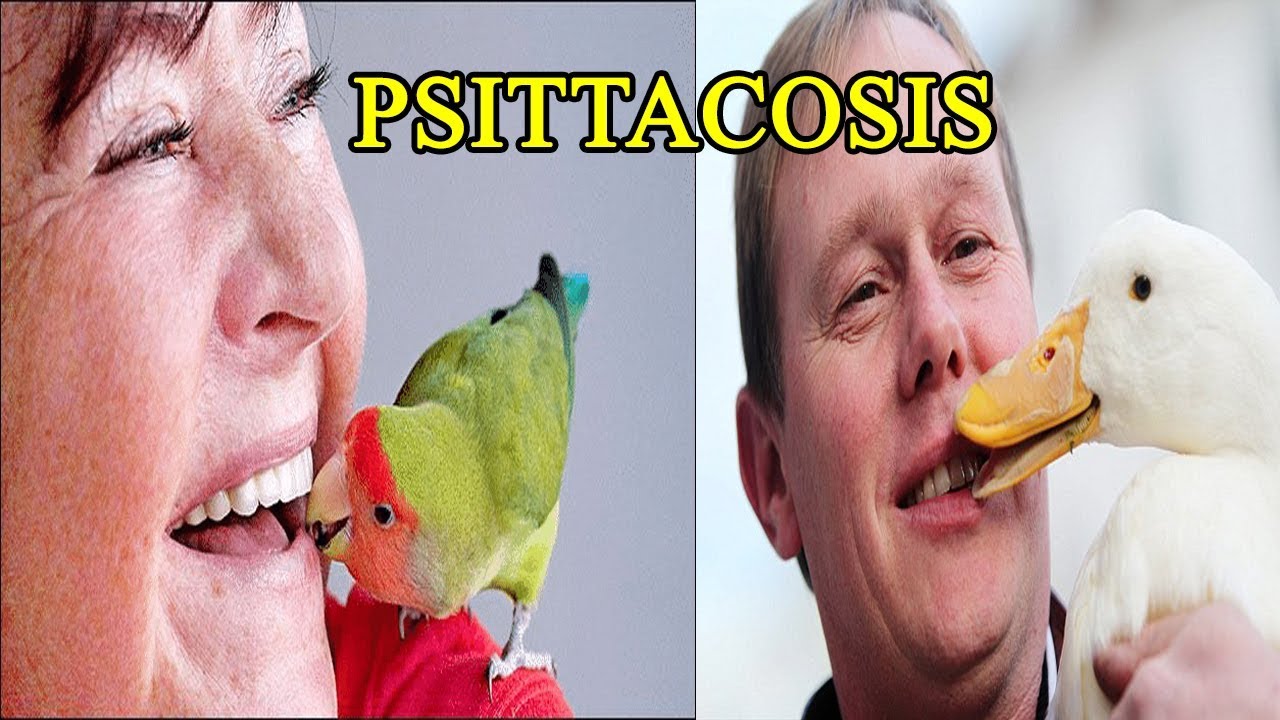 Psittacosis - including symptoms, treatment and prevention - YouTube