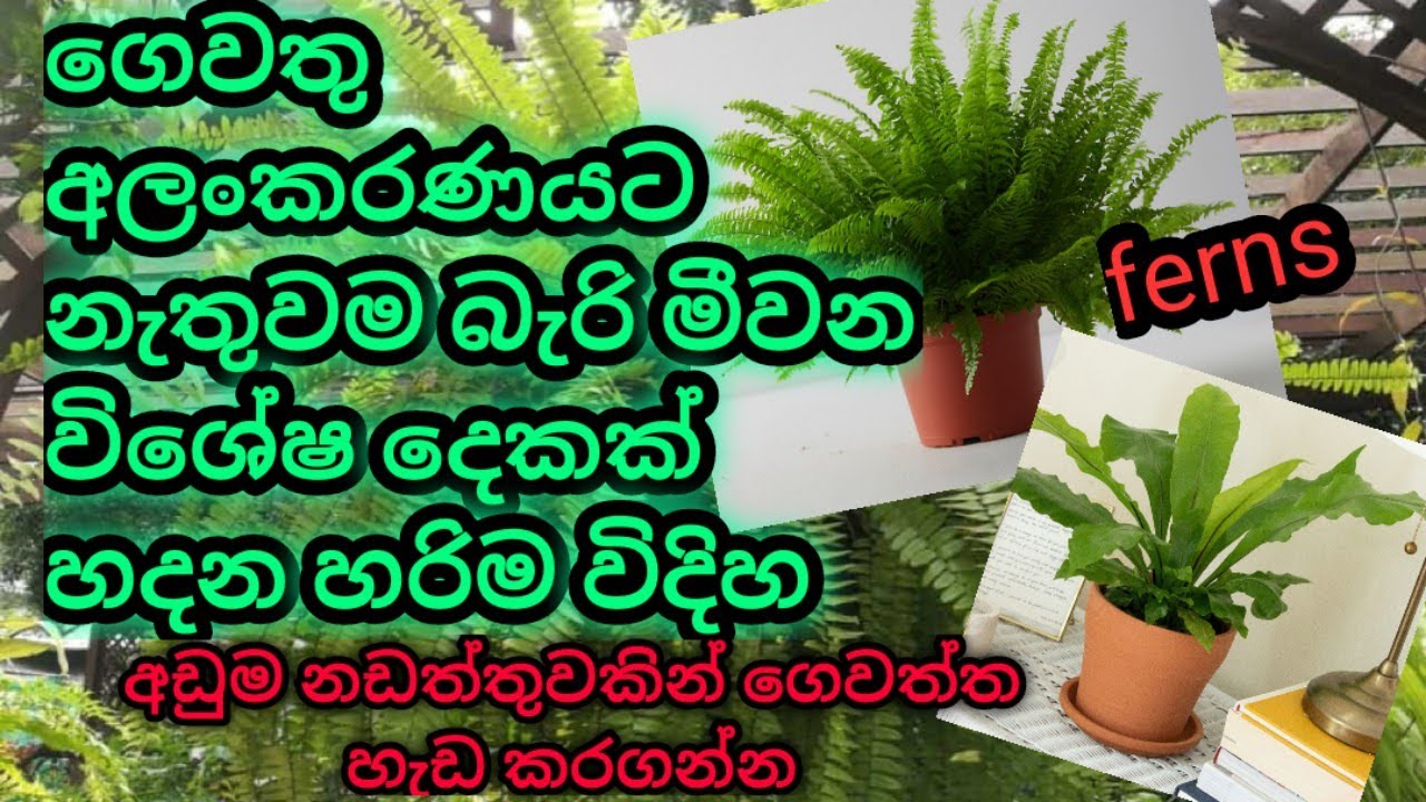 Mal wagawa|ගෙවතු අලංකරණයට නැතුවම බැරි මීවන විශේෂ හදන හරිම විදිය|ferns ...