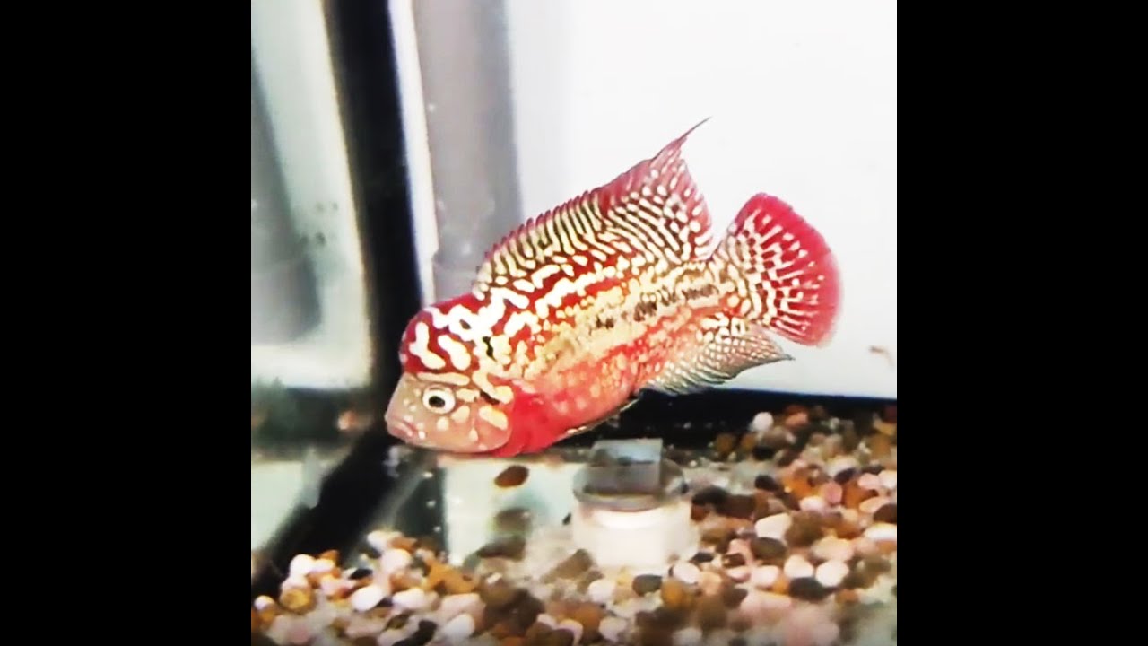Full Red Kamfa F2 White Eye Flowerhorn Fish Mini Size Large Pearl SKU ...