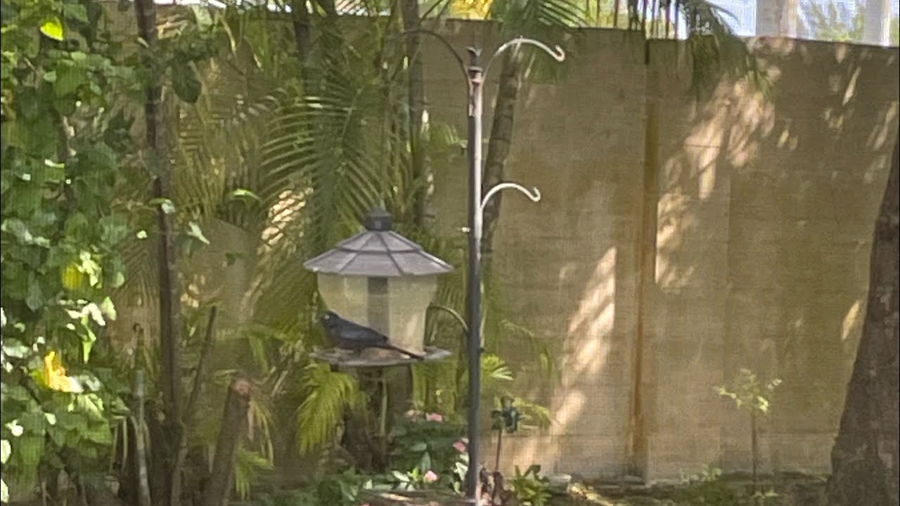 Backyard Buddies: Exploring the Wildlife in My Own Backyard! - YouTube