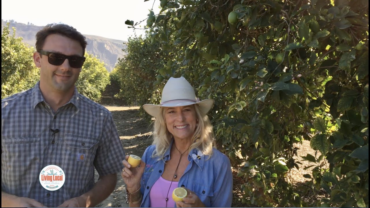 Lemon Varieties Grown in California "Living Local" at Limoneira Ranch ...