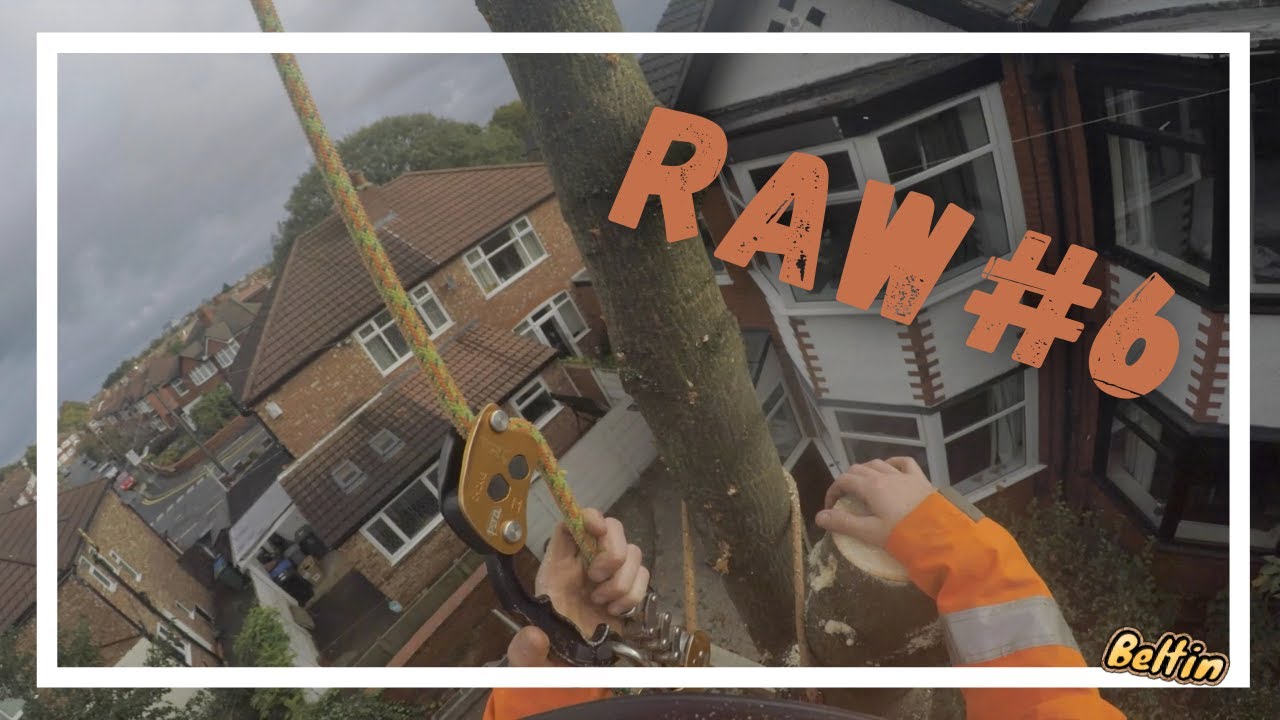 (Raw) SRT Maple Removal [UK Tree Surgeon] - YouTube