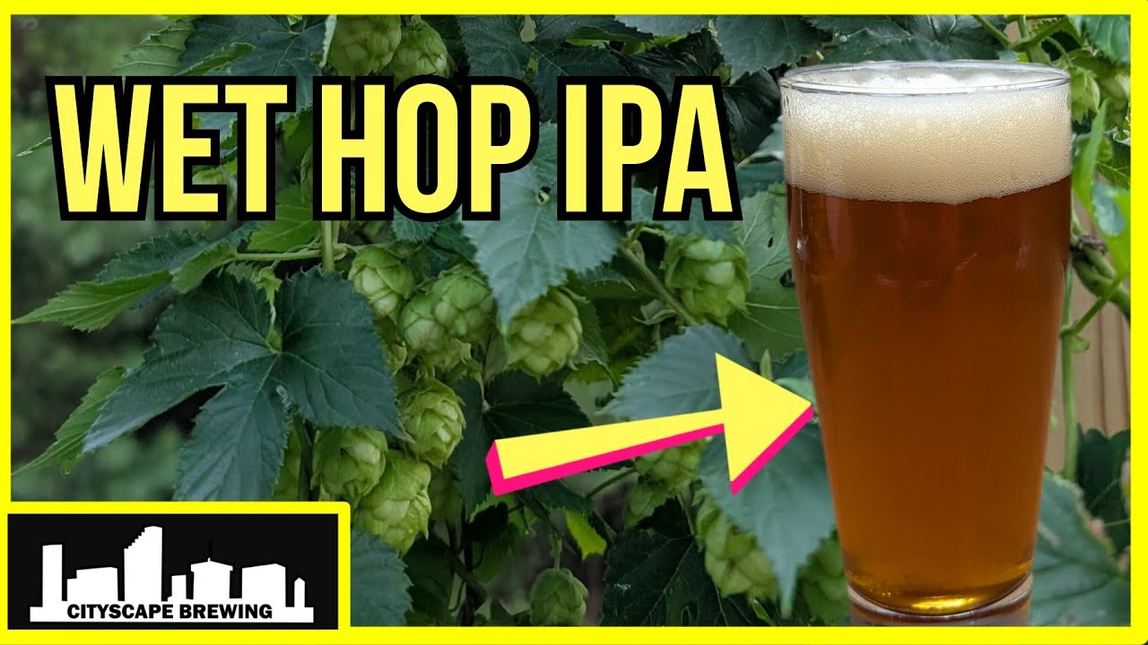 WET Hopped IPA! GARDEN to Glass using my own Fresh Hops! - YouTube