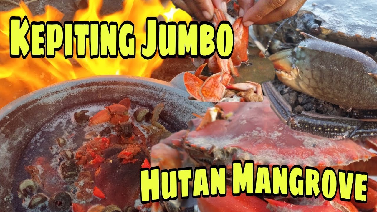 KEPITING JUMBO HUTAN MAGROVE - YouTube