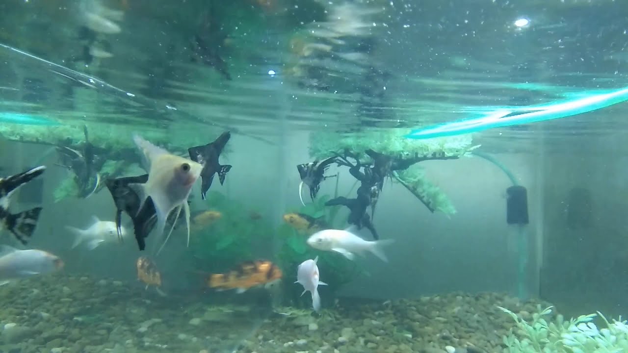 Angelfish Aquarium Tank~ Angelfish and koi curp fish water tank - YouTube