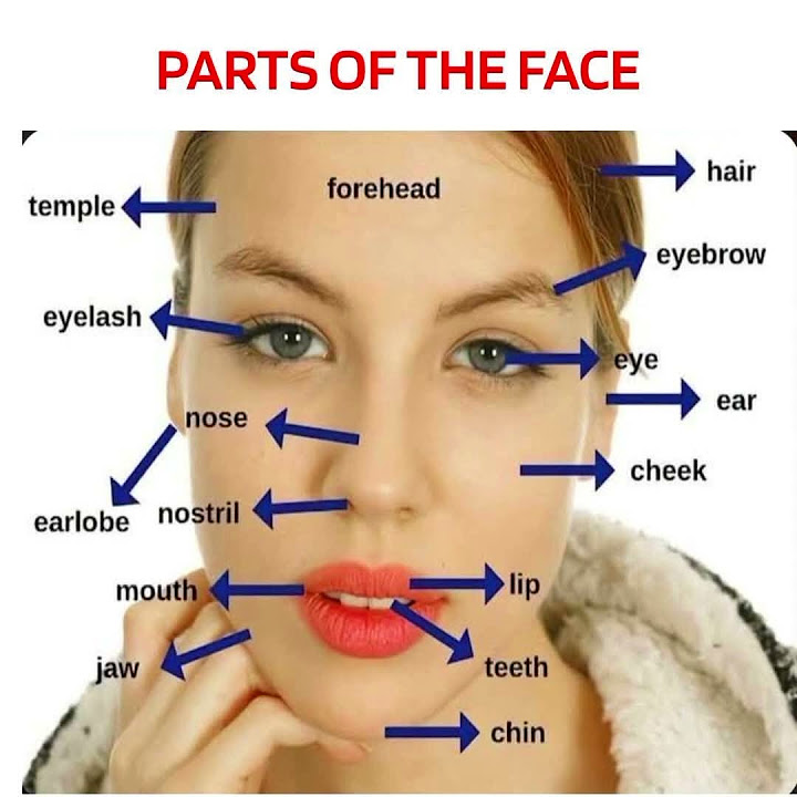 Human body parts, parts of the face, body parts, Quizempire360 - YouTube