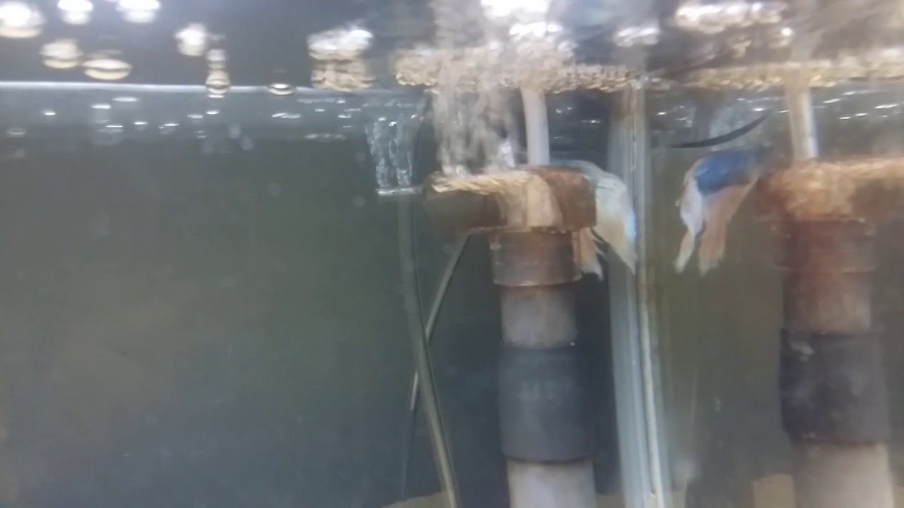 Fresh water Sand dab Rearing place! batte is point fish^^ - YouTube