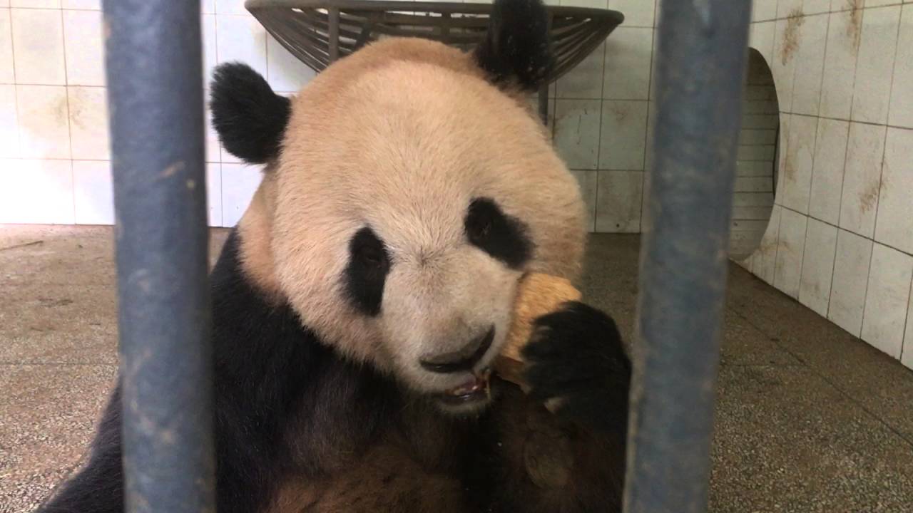 Panda eating panda bread A1 27042016 - YouTube