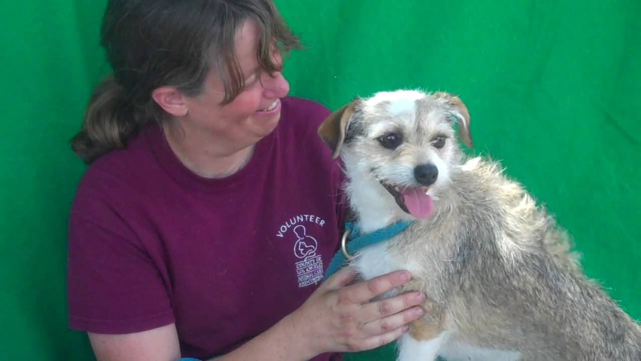A4975360 Bella | Border Terrier Mix - YouTube