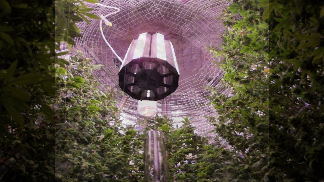 Vertical Marijuana Growing