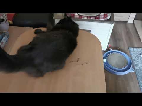 Benny is enjoying catnip - YouTube