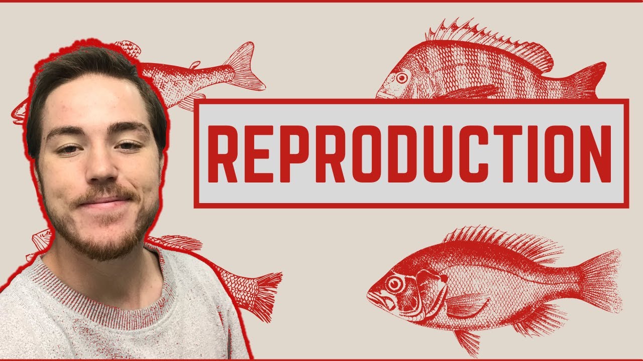 Ichthyology Lesson 6 - Fish Reproduction - YouTube