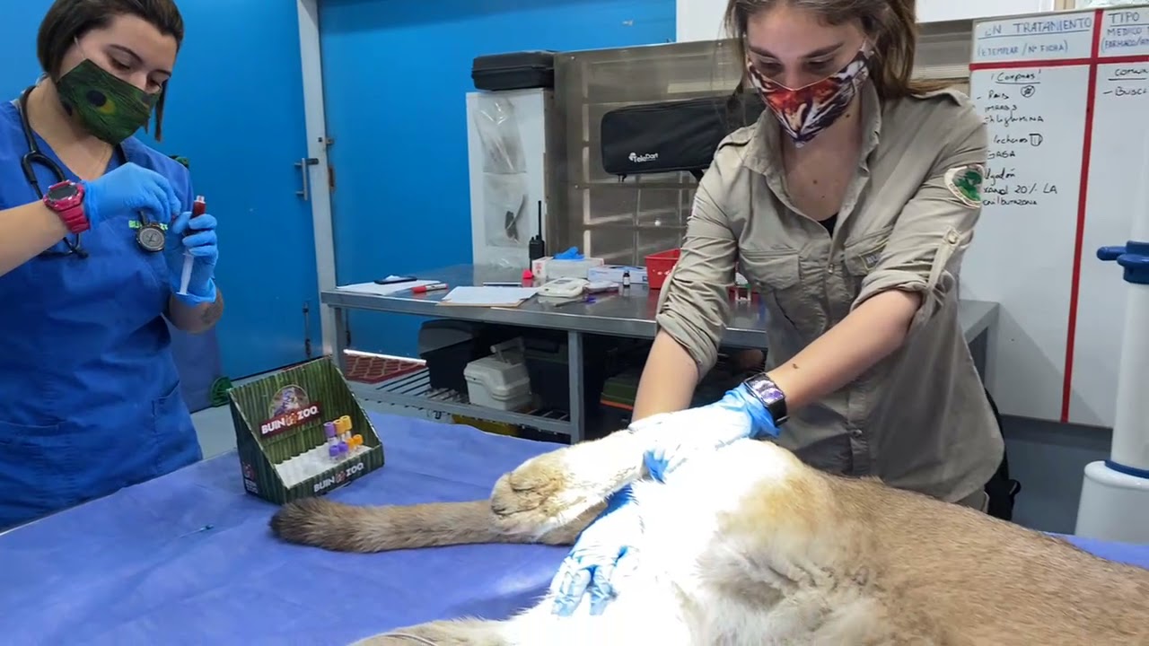 Al veterinario con Pangui, el puma de Buin Zoo - YouTube