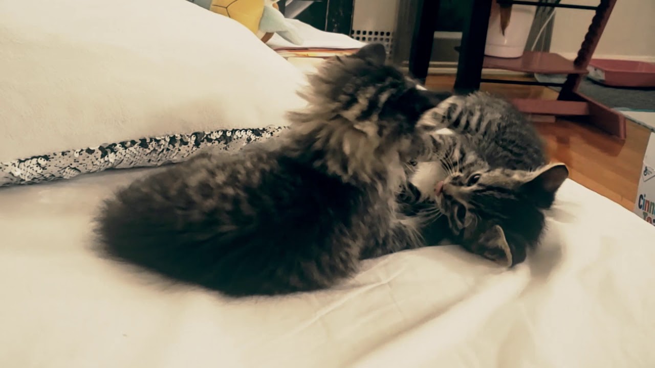 Young Kittens playing together - YouTube