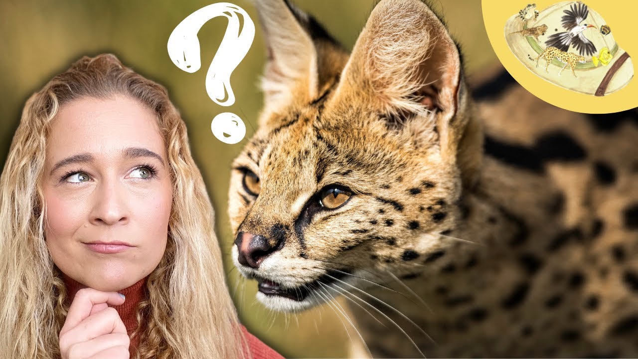 The Serval: A Real Life Pokemon? #WorldServalDay - YouTube