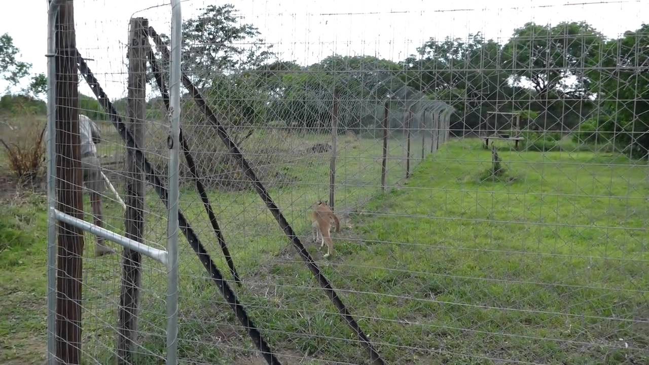 The jumping ability of a Caracal cat - YouTube