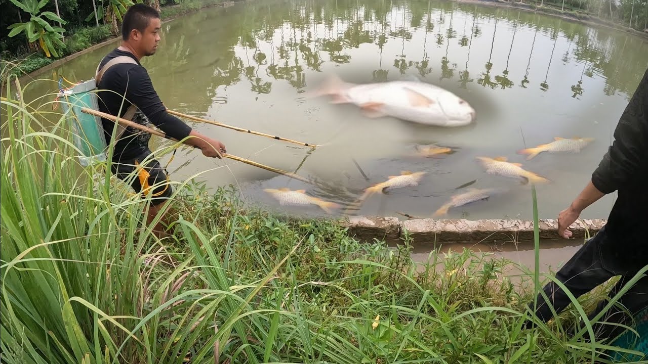 QUYEN FISHING232 | 3 young people chasing giant fish in an abandoned ...