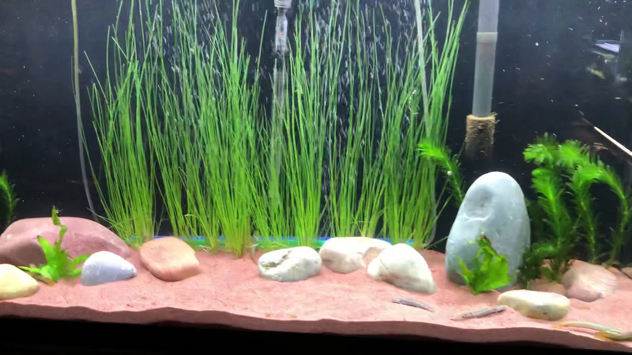 Polypterus tank - YouTube