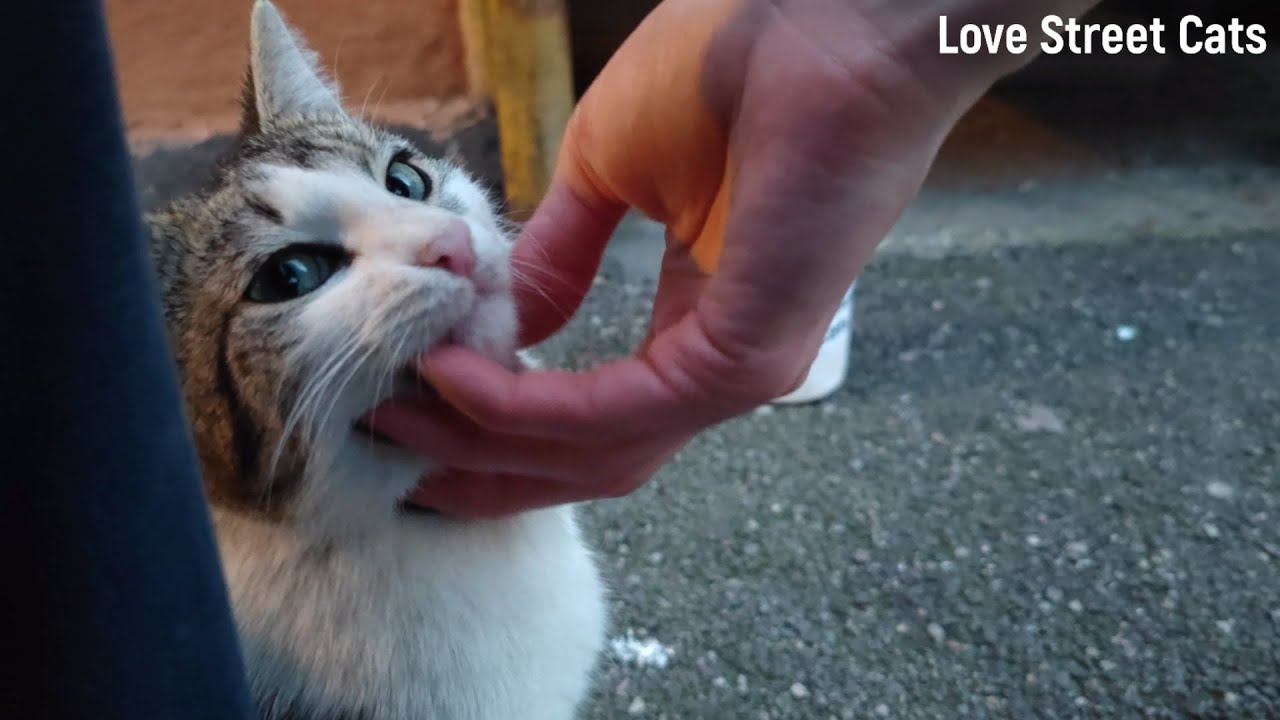 Helping Stray Cats - YouTube