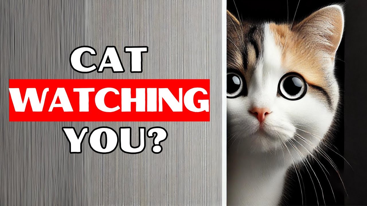 Does Your Cat Watch You? Understand Why - YouTube