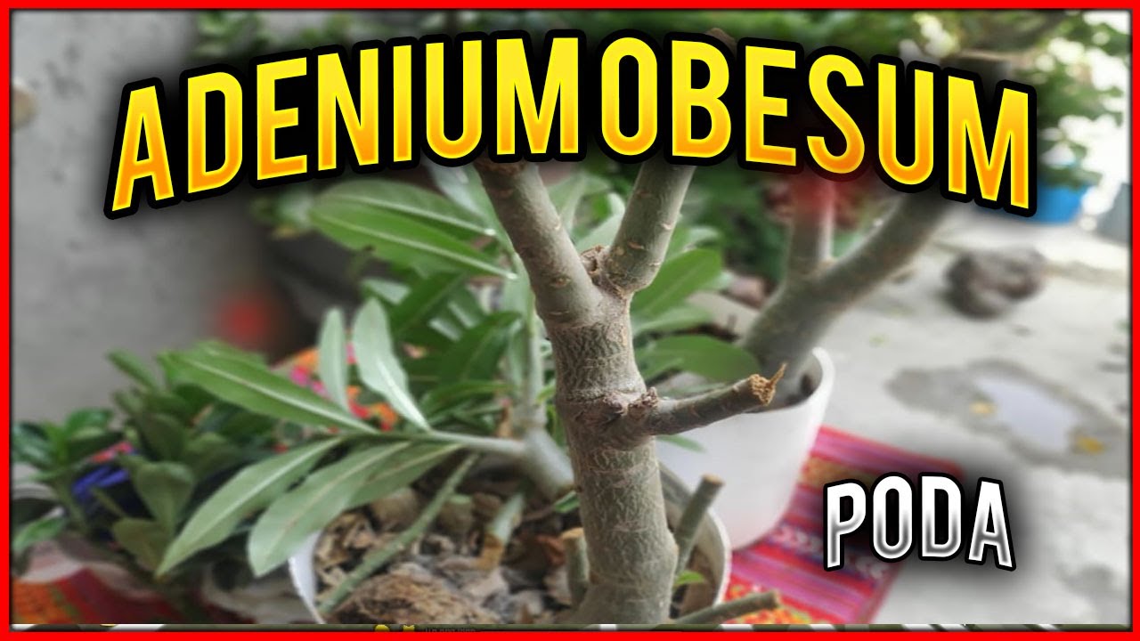 GUÍA DEFINITIVA PARA PODAR LA ADENIUM obesum | Flor del desierto - YouTube