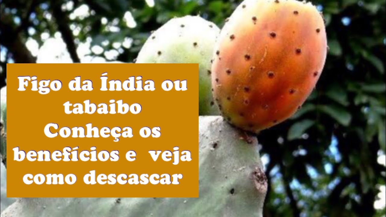 Figo da India ou Tabaibo, conheça os benefícios e como descascar - YouTube