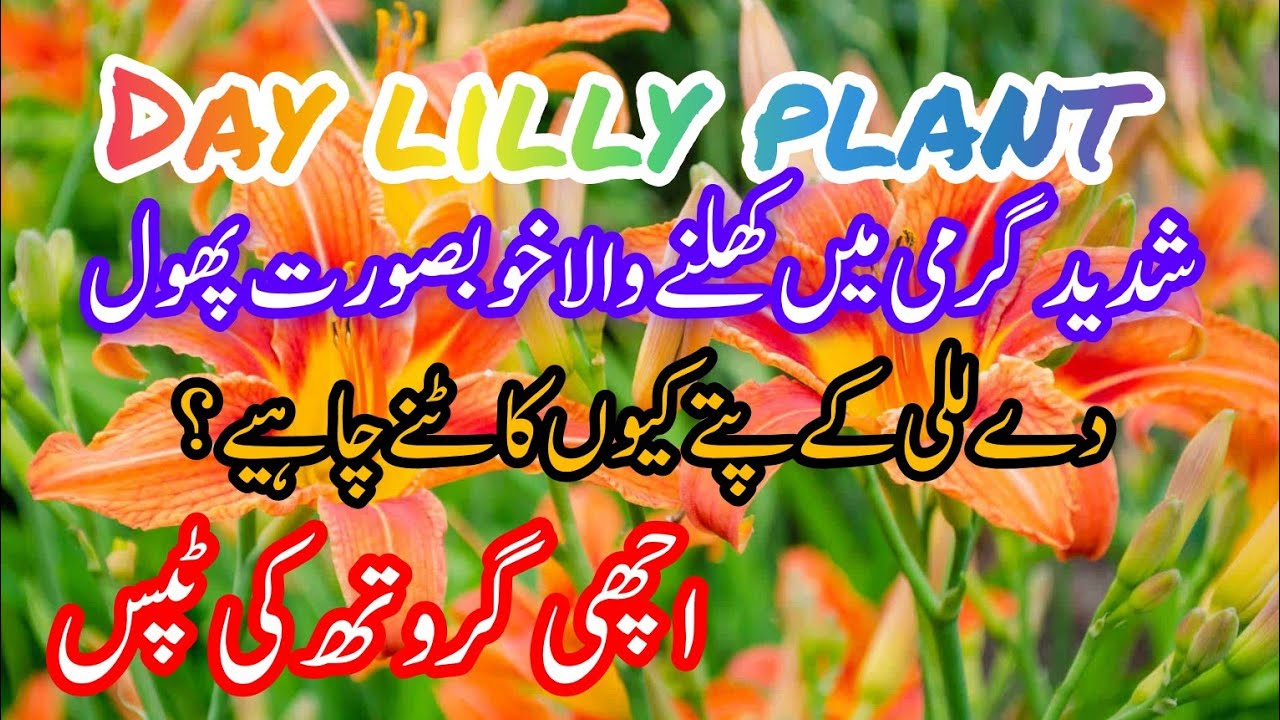 How to grow & care day lilly plant .Care tips of day lilly plant ...