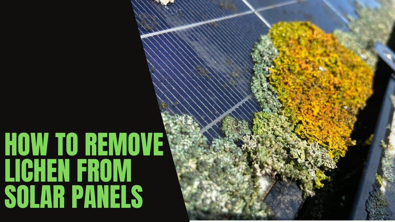 Bird Droppings & Lichen: How To Remove From Solar Panels - YouTube