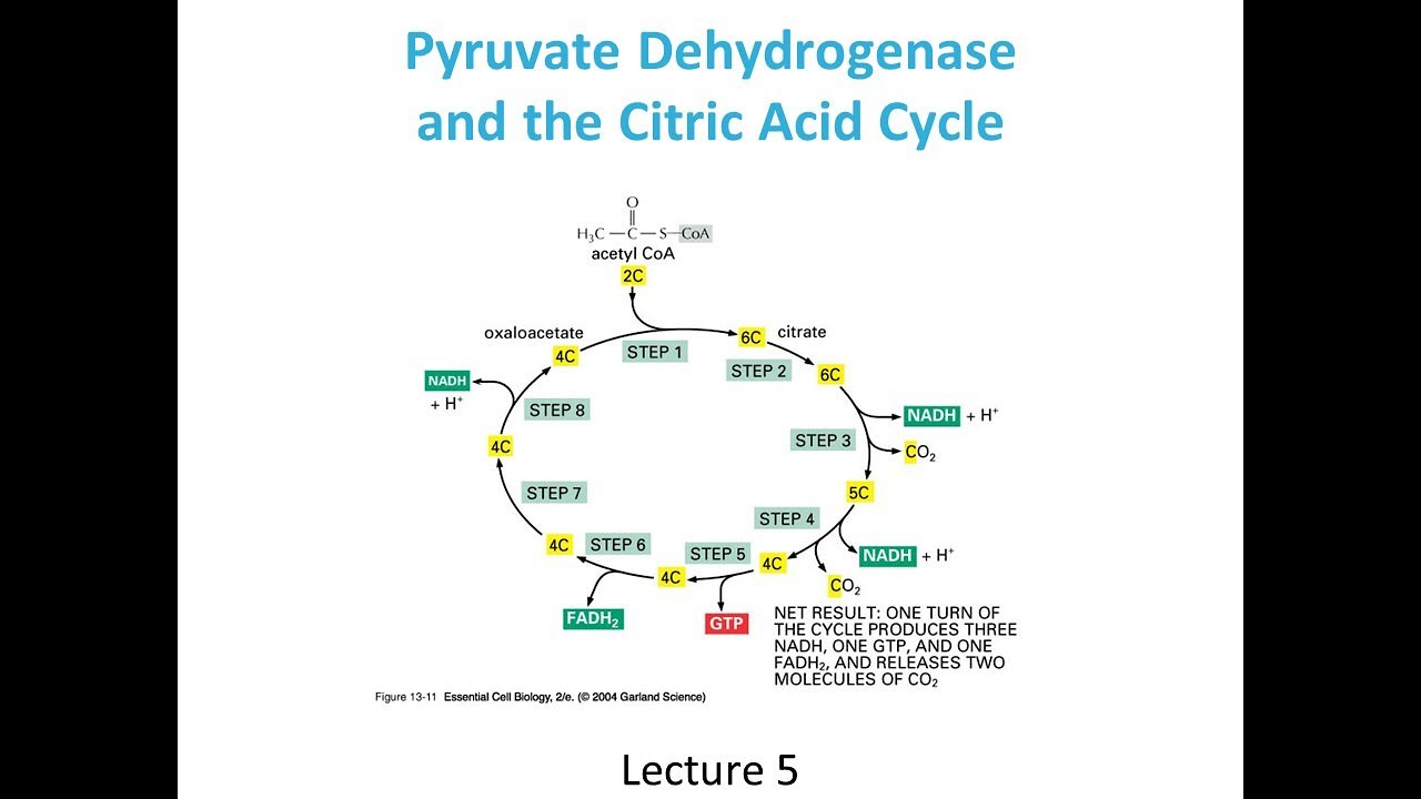 Lecture 5 - Pyruvate Dehydrogenase and the Citric Acid Cycle - YouTube