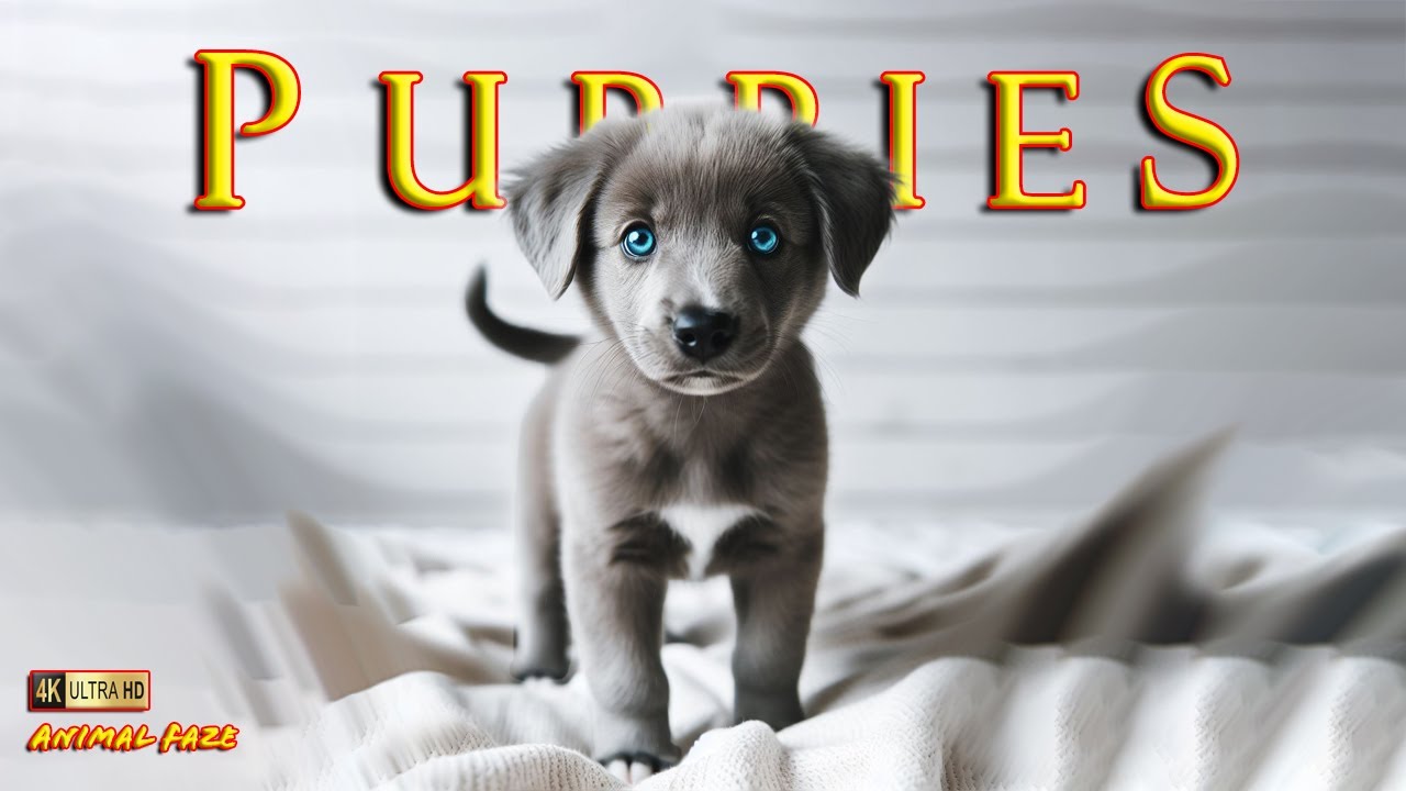 Pawsitively Adorable Puppies: Cuteness Overload 4K ~ Animals (Relaxing ...