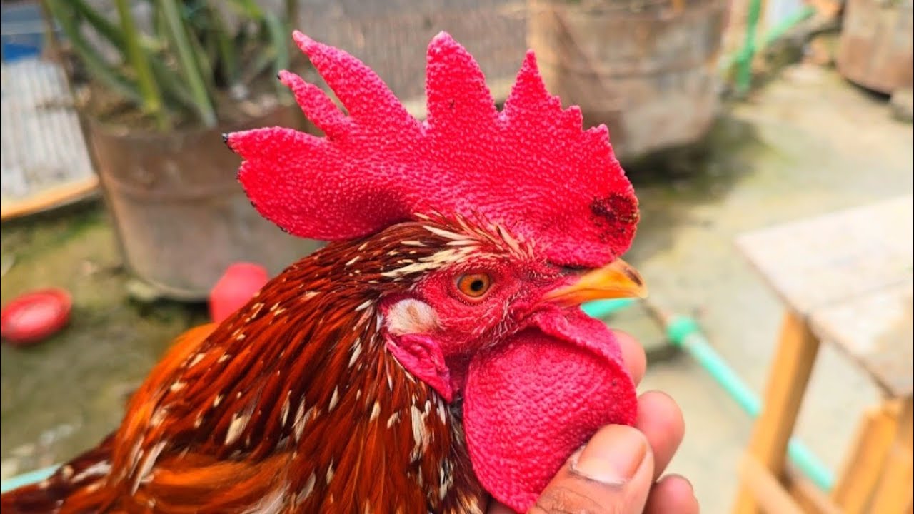 Most Beautiful Chicken Breeds | Australorp Rooster Crowing | Rooster ...