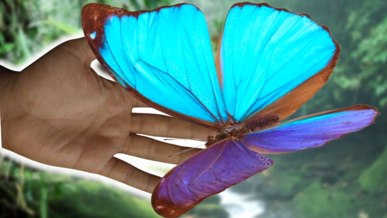 Blue Morpho Butterfly On Flower