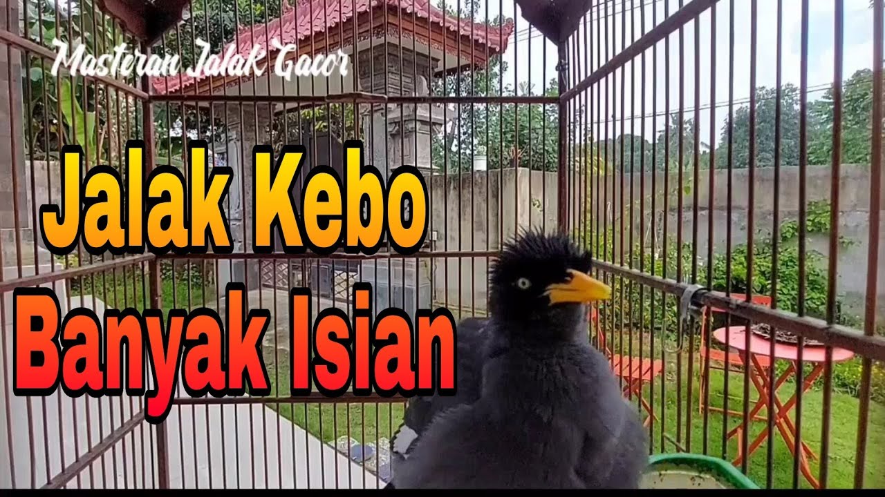 Suara Khas Jalak Kebo Mata Kuning Sukses Bikin Jalak Muda Langsung ...