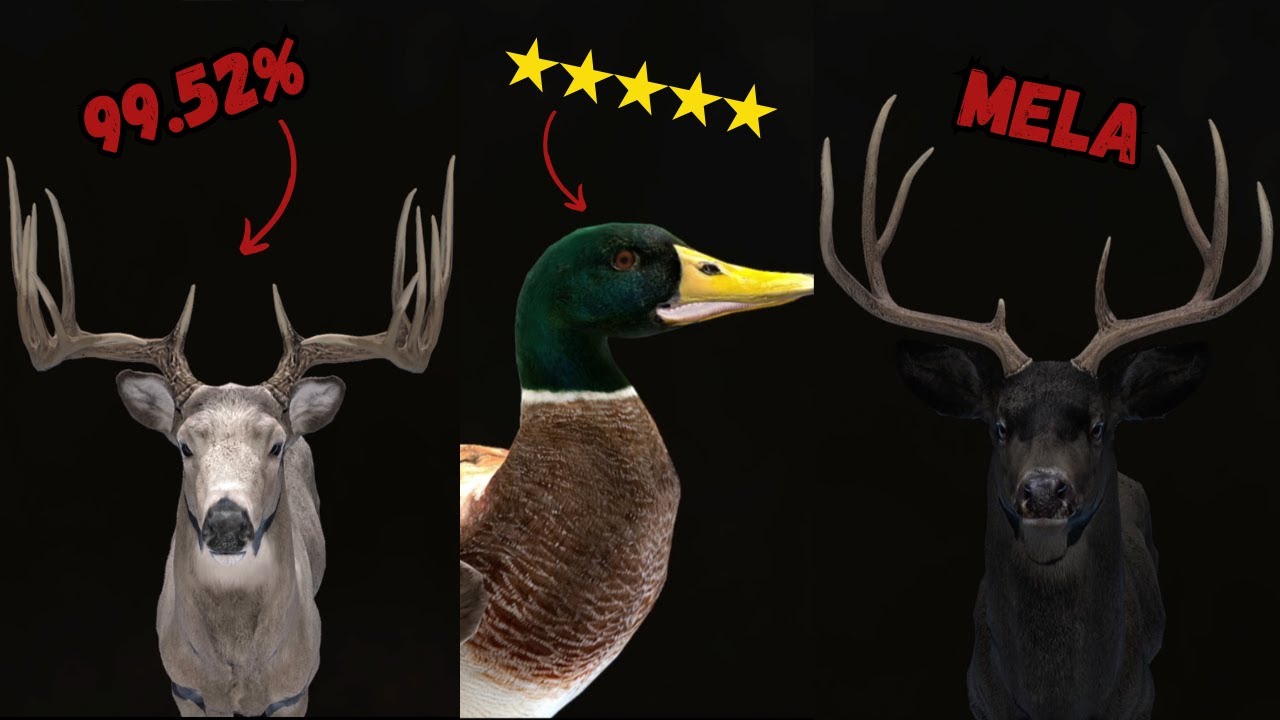 HUGE Buck, Rare Fur, and a Five Star! - Nez Perce - Way of the Hunter ...
