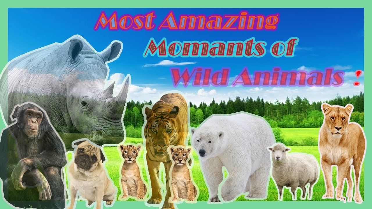 #Most Amazing Moment of Wild Animals # - YouTube