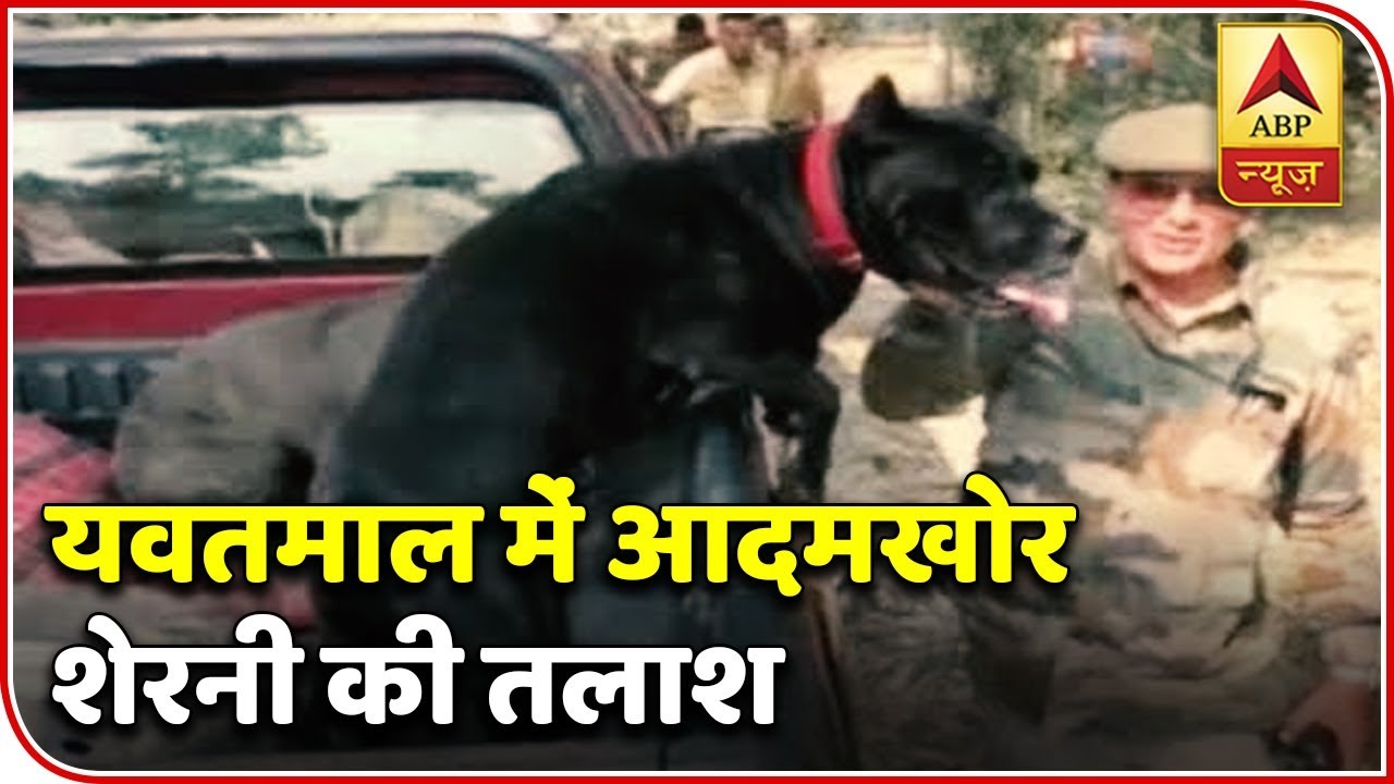 Maharashtra: Italian Dogs To Help Catch The Man-Eater Tigeress | ABP ...