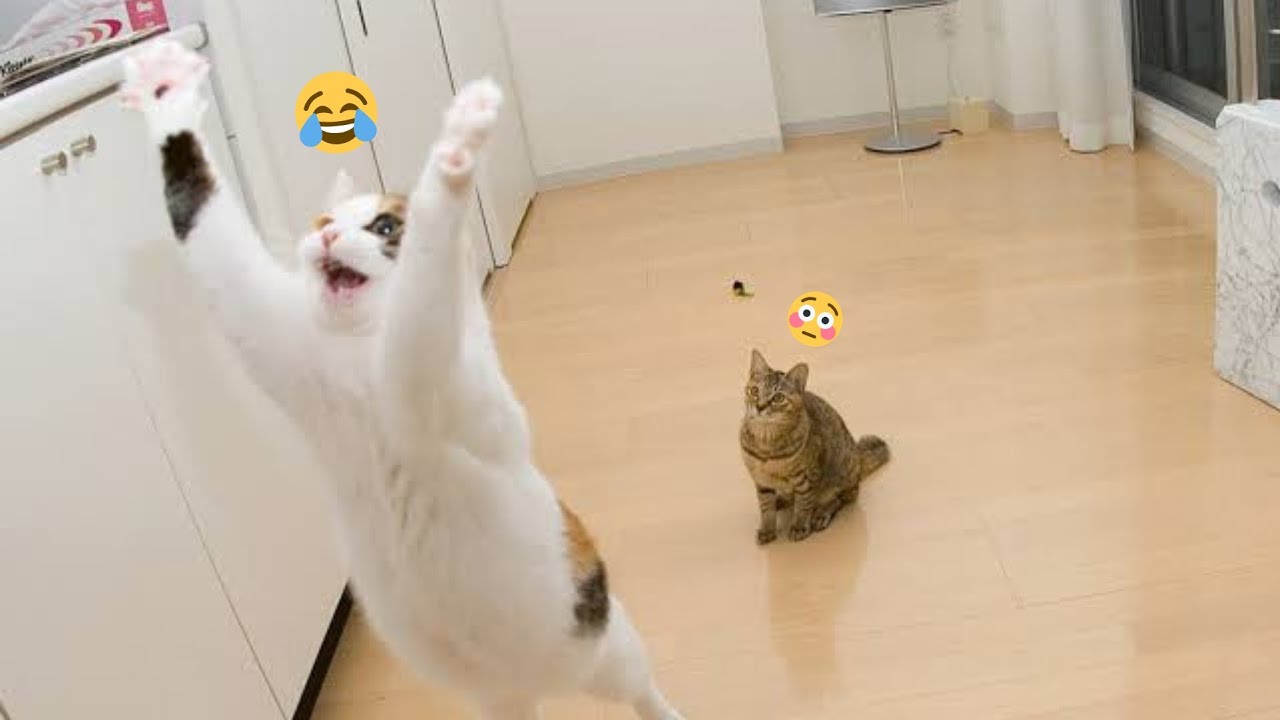 Rolling in Laughter: Hilarious Cat Antics That Will Paw-sitively Crack ...