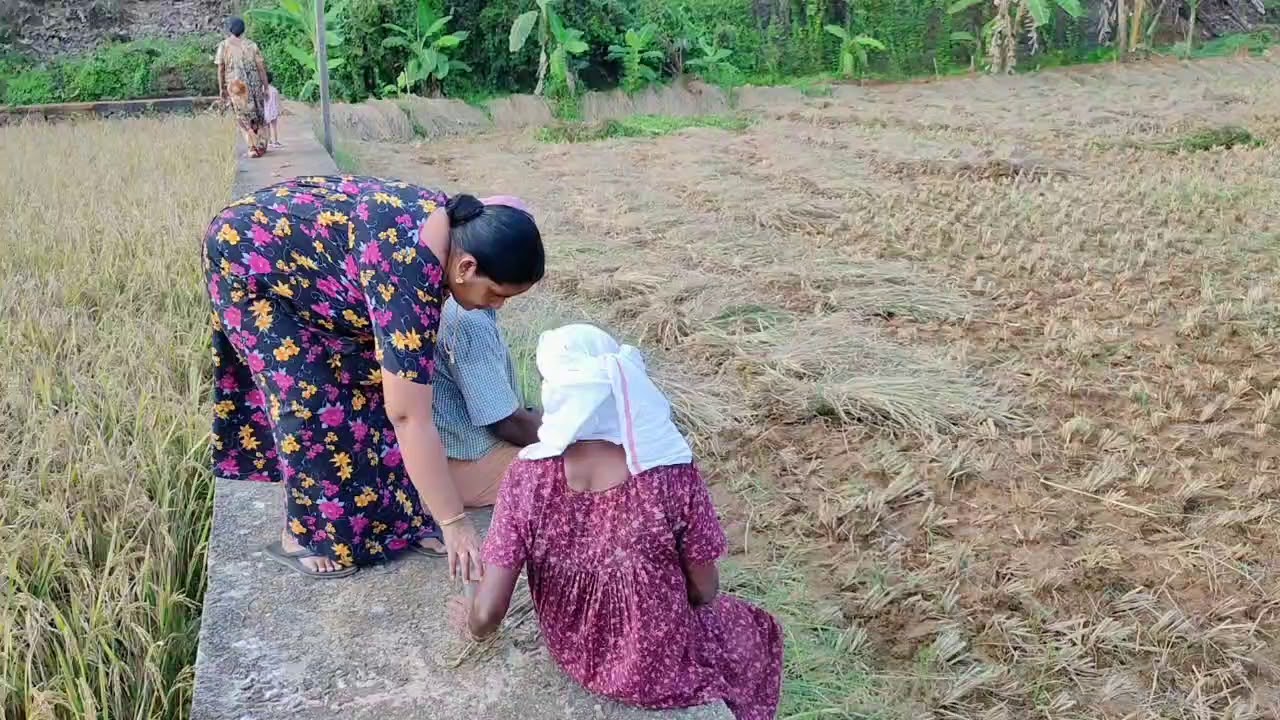Nellu#tradition#rice#kerala#muvattupuzha - YouTube