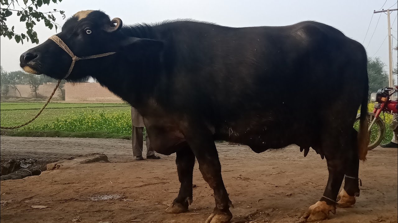 beautiful Neeli Ravi Buffalo for sale on YouTube in Pakistan,16-12-2019 ...