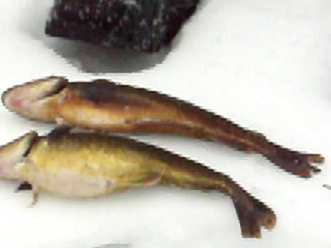 beer 'n bait sportfishing nova scotia atlantic tomcod episode 1 part 4 ...